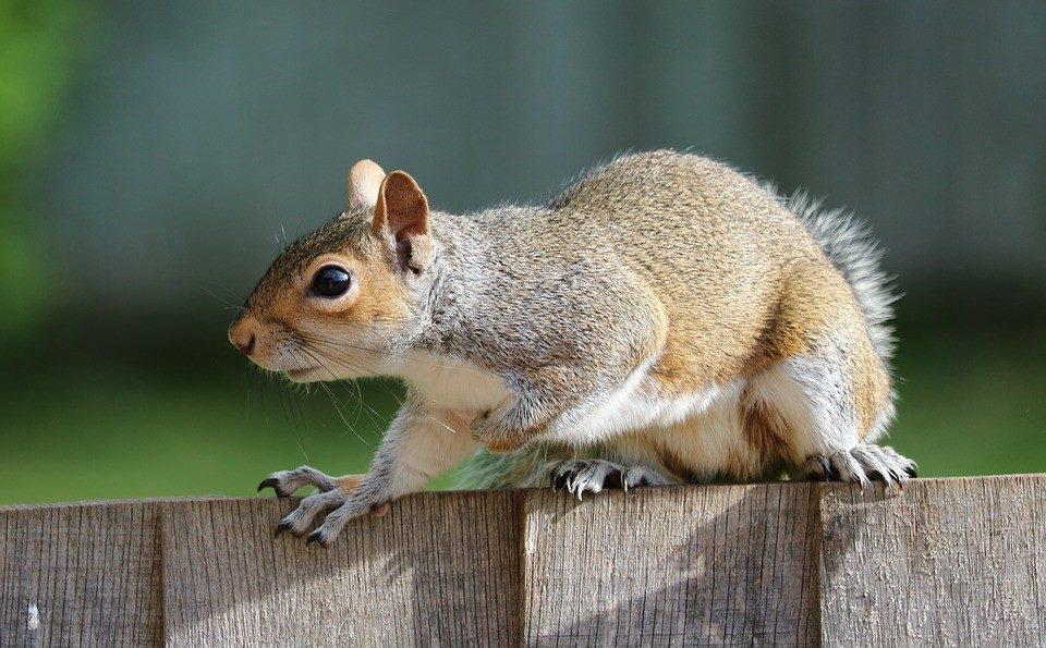 Squirrel Removal | Pests | Total Pest Control