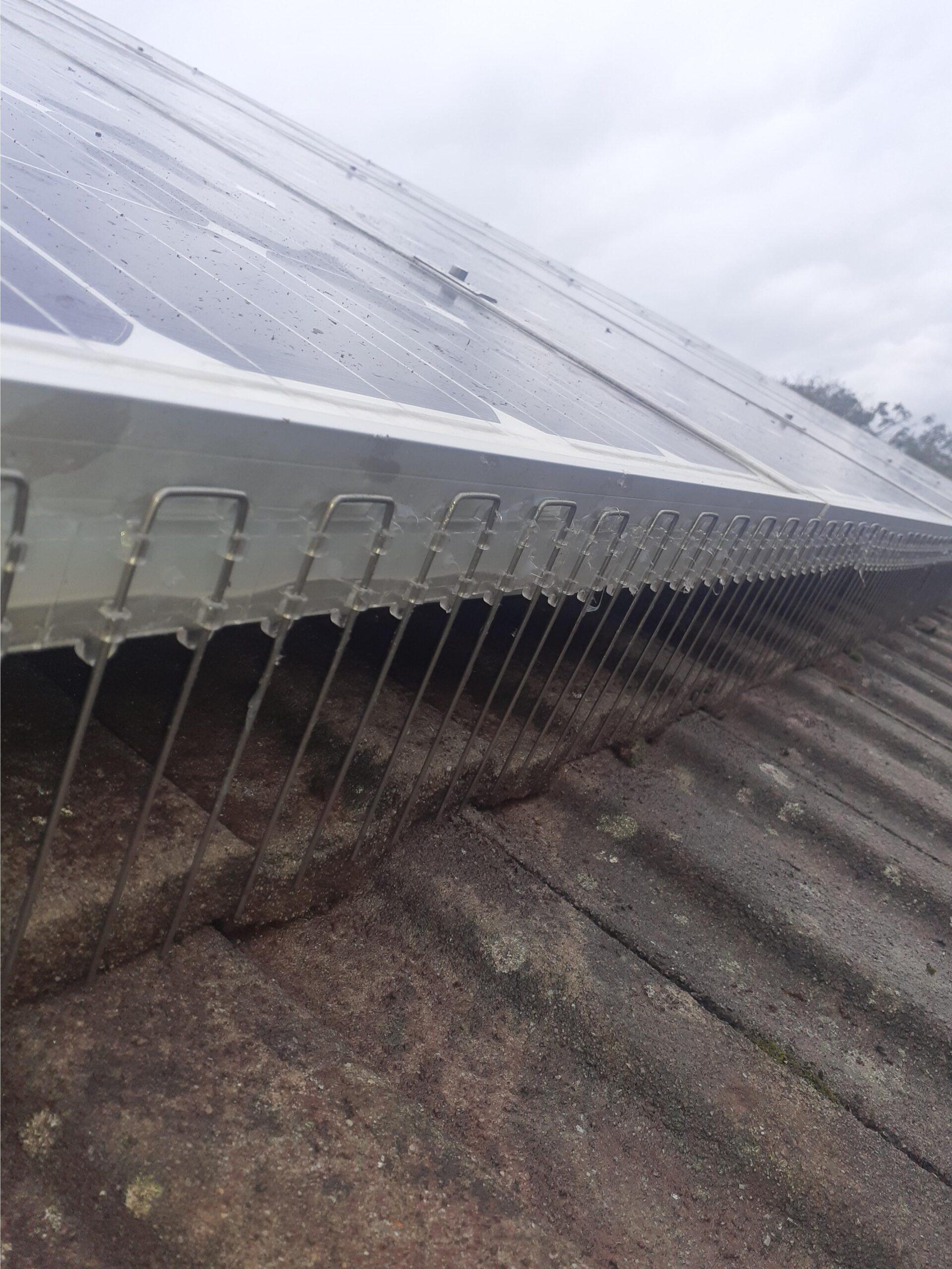 Solar Panel Pigeon Proofing | Services | Total Pest Control